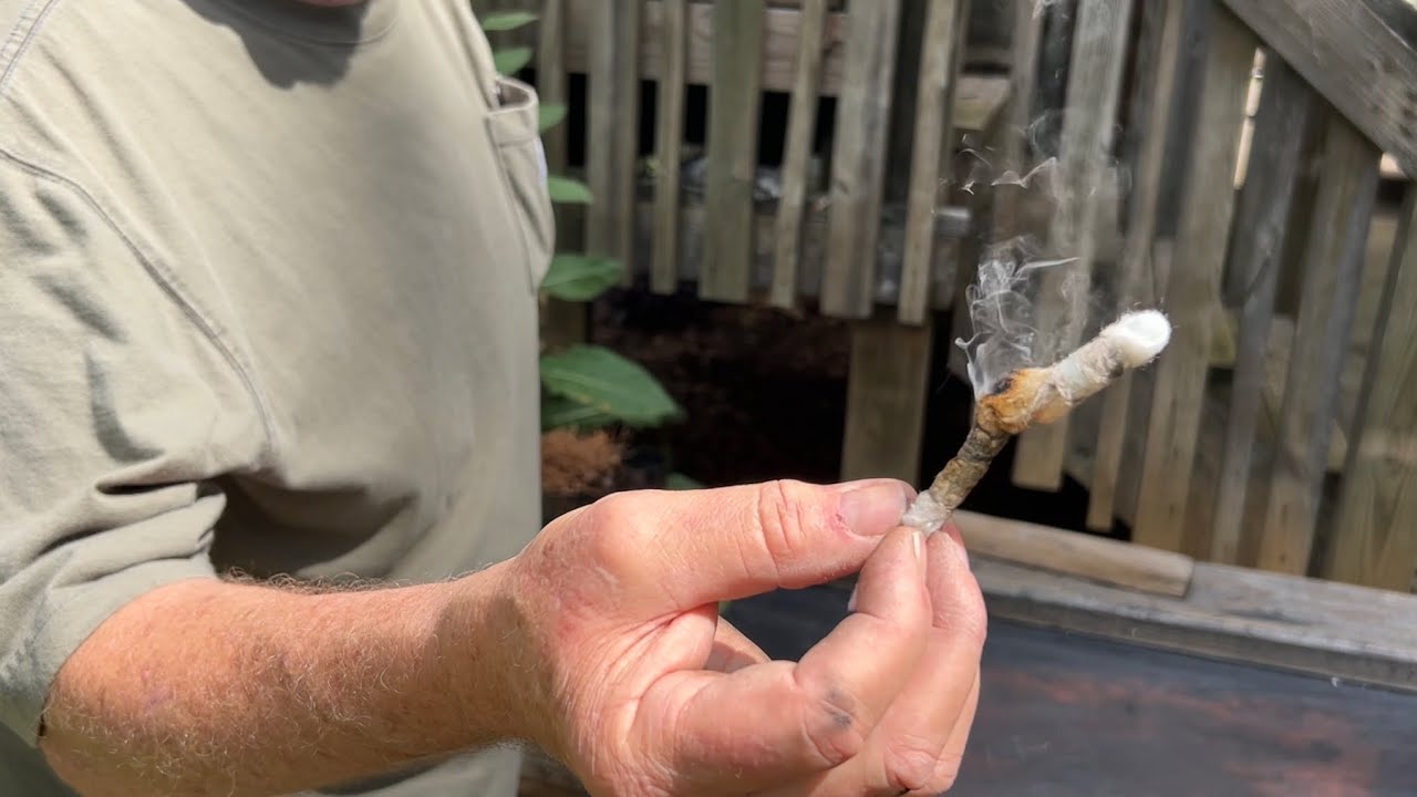 Amazing! Mullein In Cotton Fire Roll Goes To Flames - YouTube