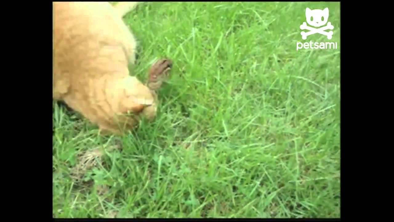 Crazy chipmunk plays with everyone - YouTube