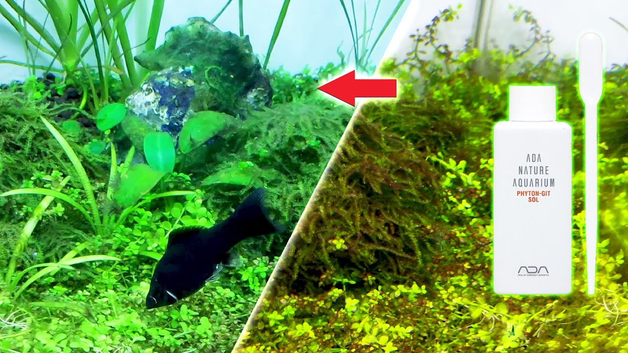 Brown and Blue Green Algae treatment in Planted Aquariums - YouTube