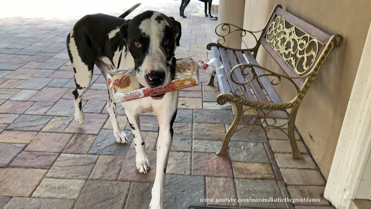 Happy Great Danes Enjoy A Snack While Delivering Groceries - YouTube