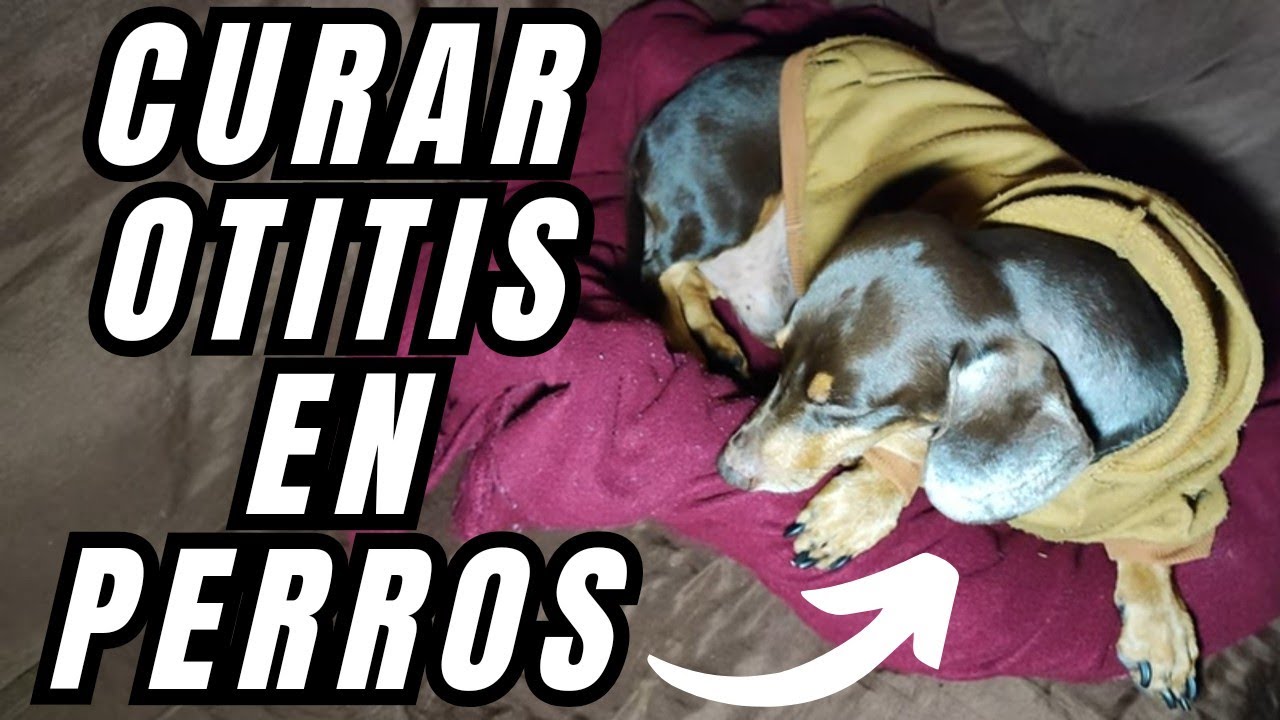 Cómo curar OTITIS en orejas de perros ( dolor y secrecion de pus con ...