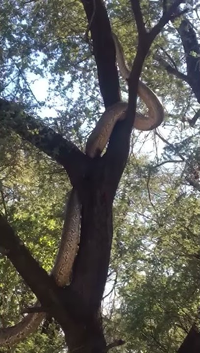Rock Python climbing a tree - YouTube