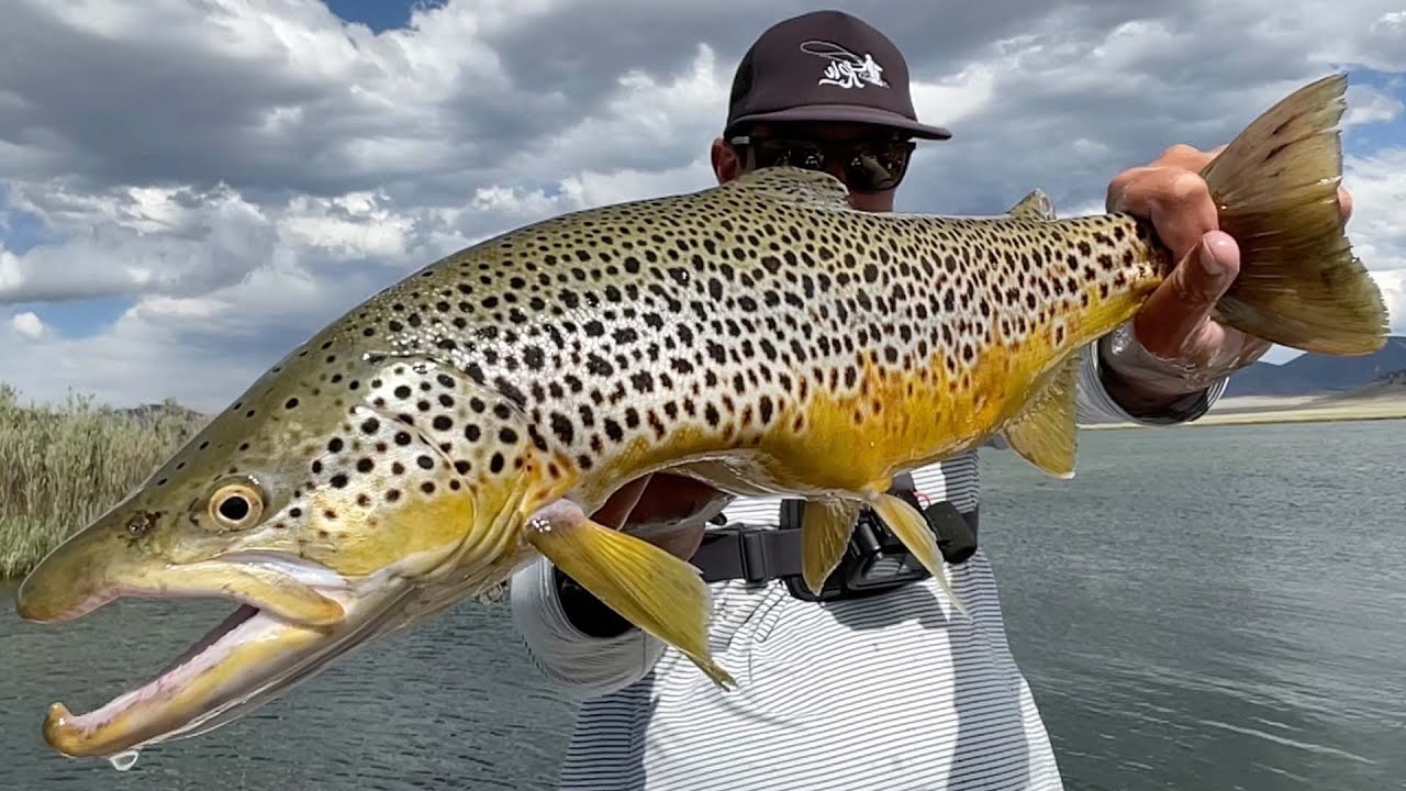 BROWN TROUT DREAMS - Fly Fishing Colorado at Spinney Mountain Reservoir ...