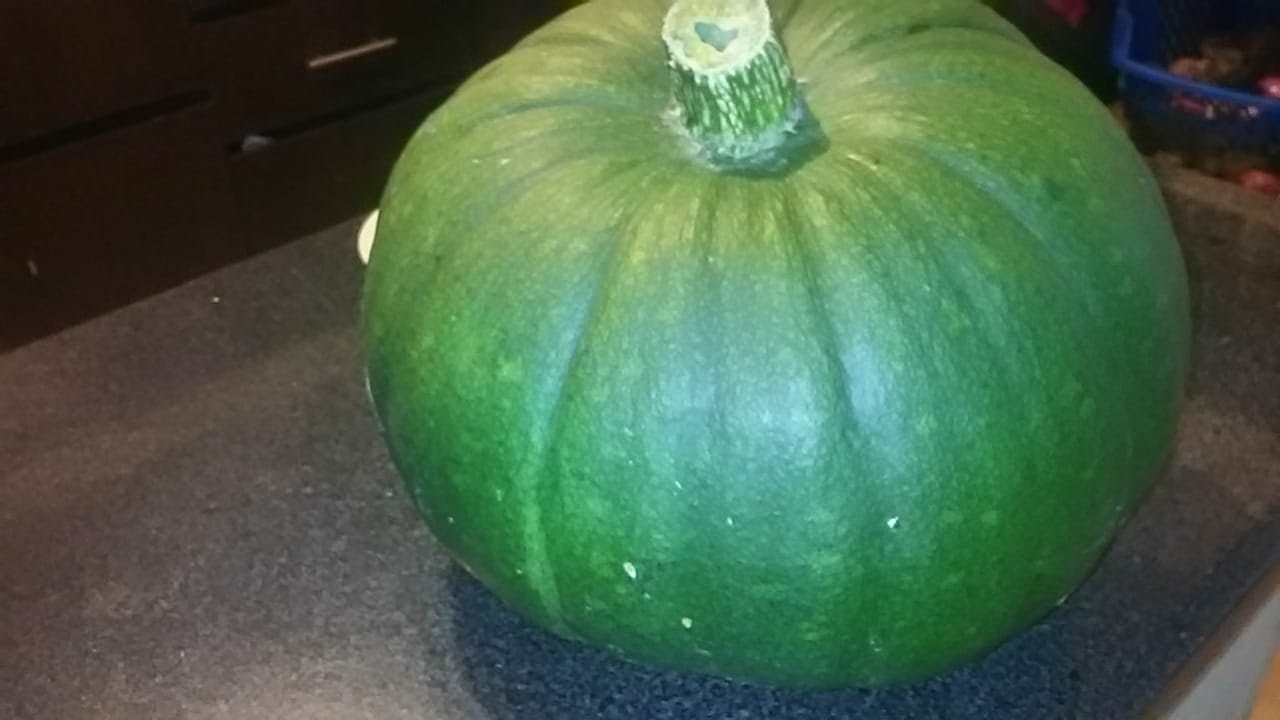 Cosecha de Calabaza cultivada en la terraza de la casa - YouTube