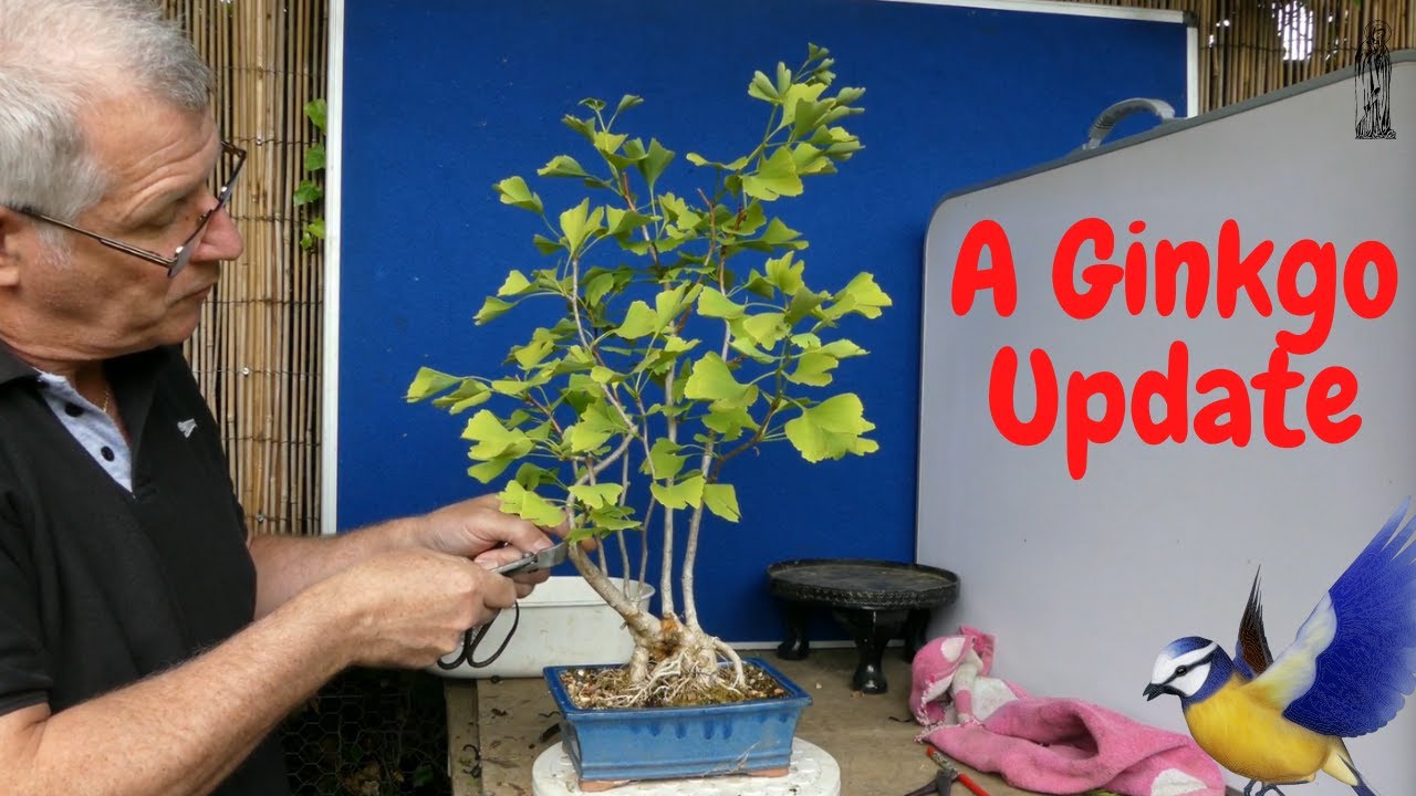 Pruning my Clump Style Ginkgo Bonsai. - YouTube