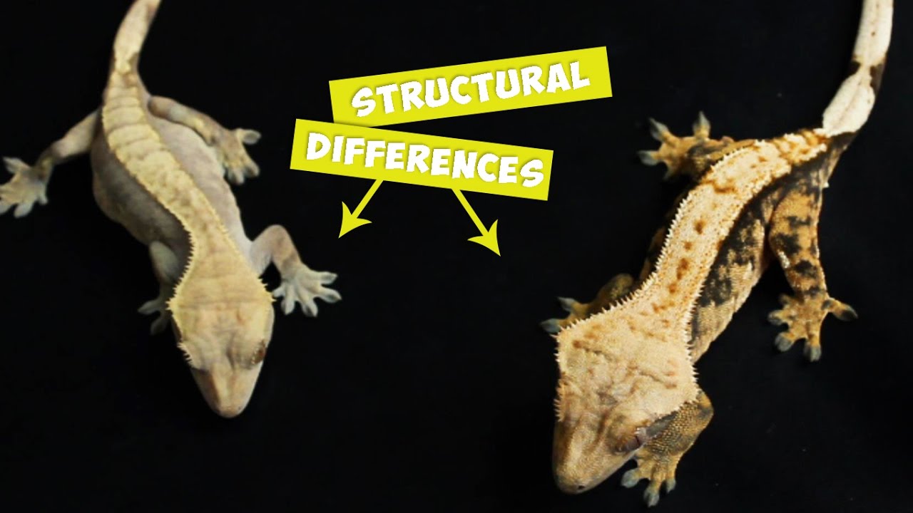 "Crowned" vs "Bald" Crested Geckos! - YouTube