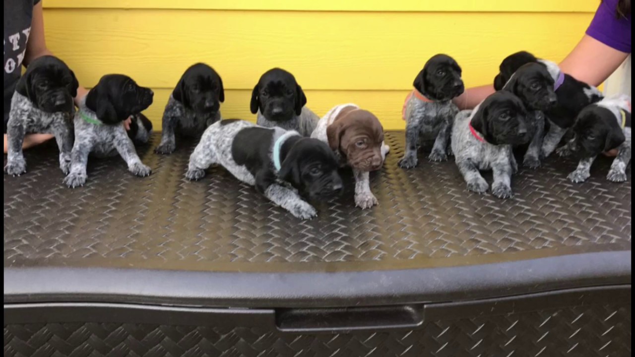 German Shorthaired Pointer (GSP) *SOLD* - YouTube