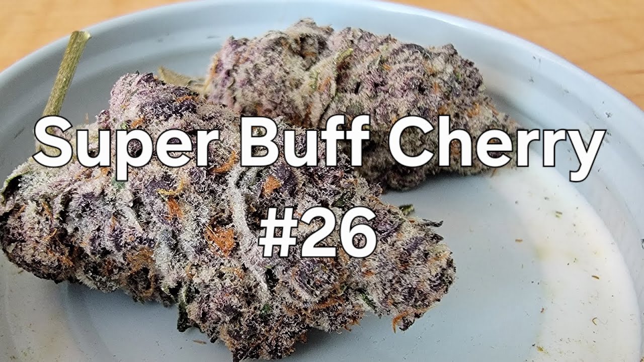 Super Buff Cherry #26 - The Flower Girls - THCa Flower Review - New In ...