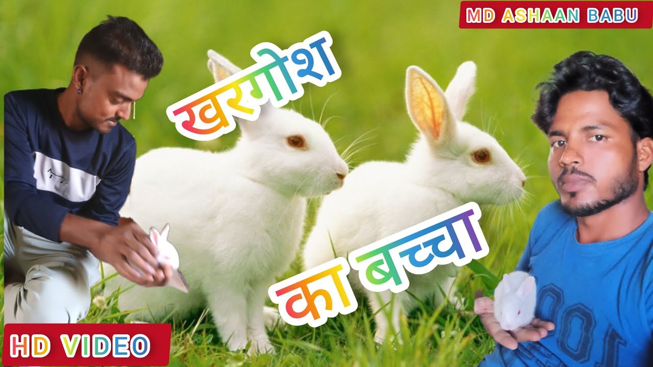 Khargosh ka Baccha खरगोश का बच्चन Full HD #Vlog #video #Aashiq Alam ...