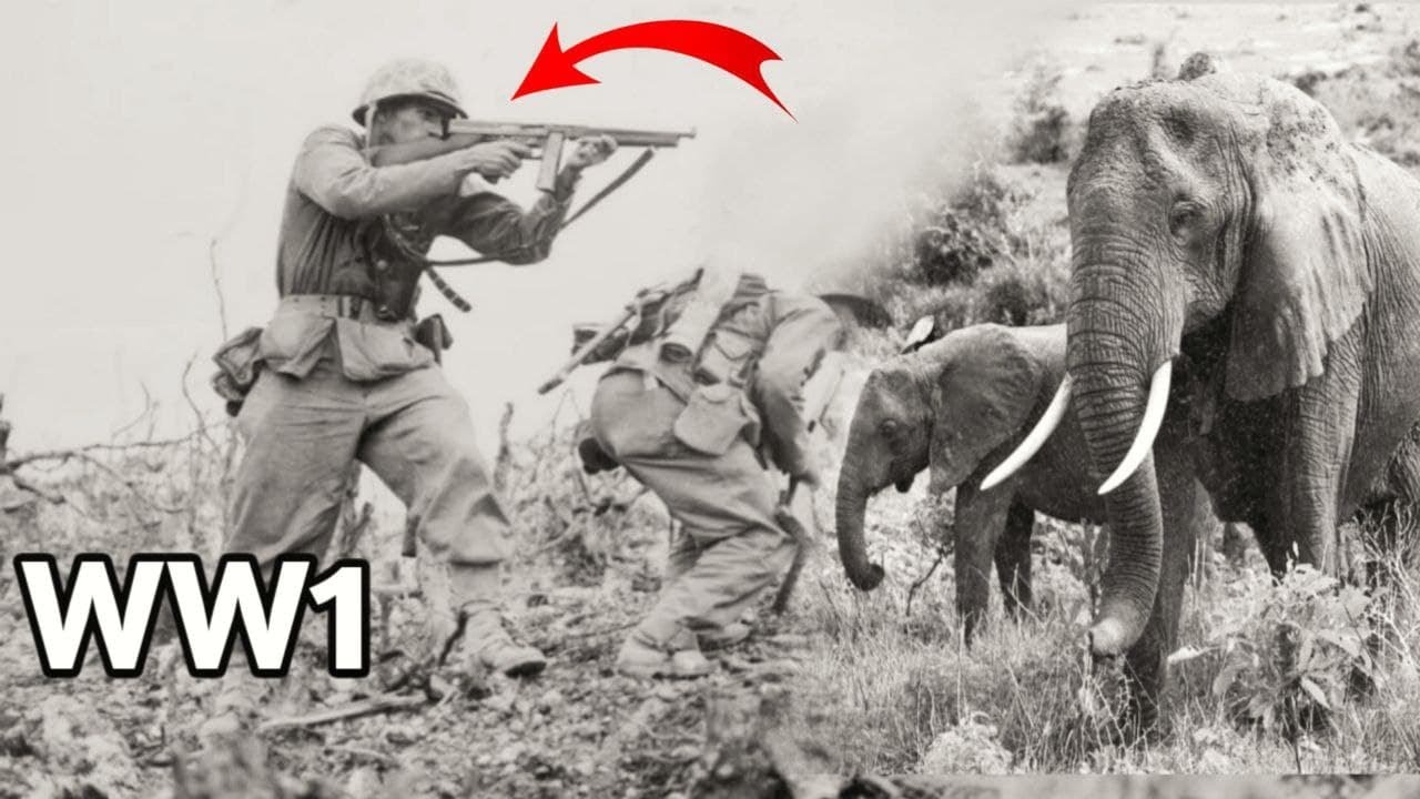 How Many Elephants Were Killed In World War I? - YouTube