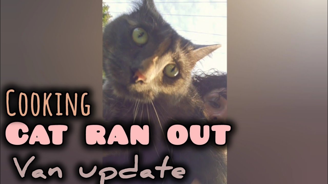 My cat ran out the car +cooking | Ep 33 #vanlife #nomad #car #cat - YouTube