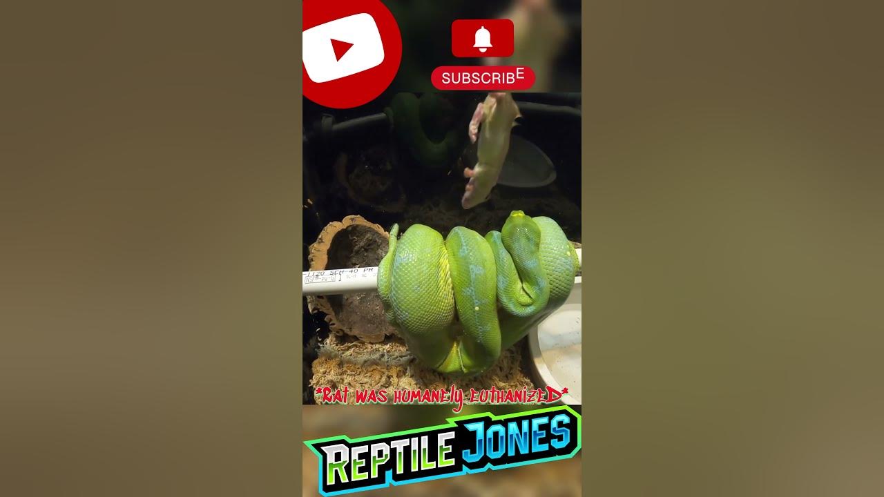 Green tree Python - YouTube