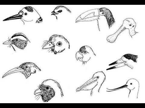 Explicación tipos de picos - YouTube