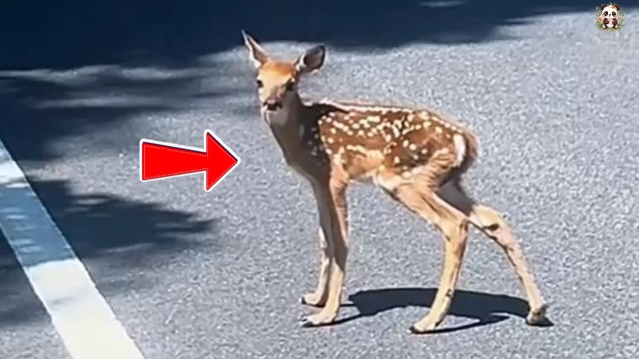 A Fawn’s Return: Remembering the Home That Once Sheltered Its Lonely ...