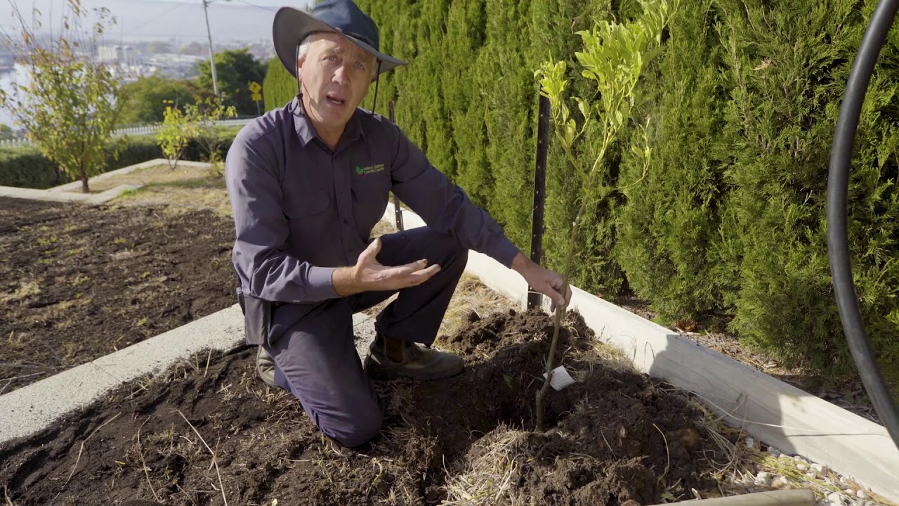 Re-planting a Sick Lime Tree Part 2 - YouTube