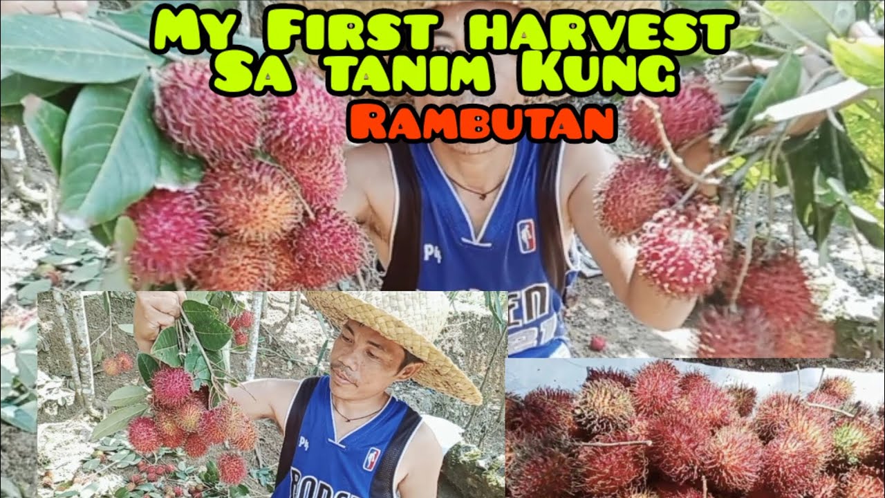 Ito Ang unang bunga sa tanim Kung rambutan. - YouTube