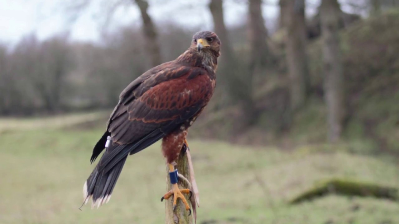 scottish hawking pt1 - YouTube