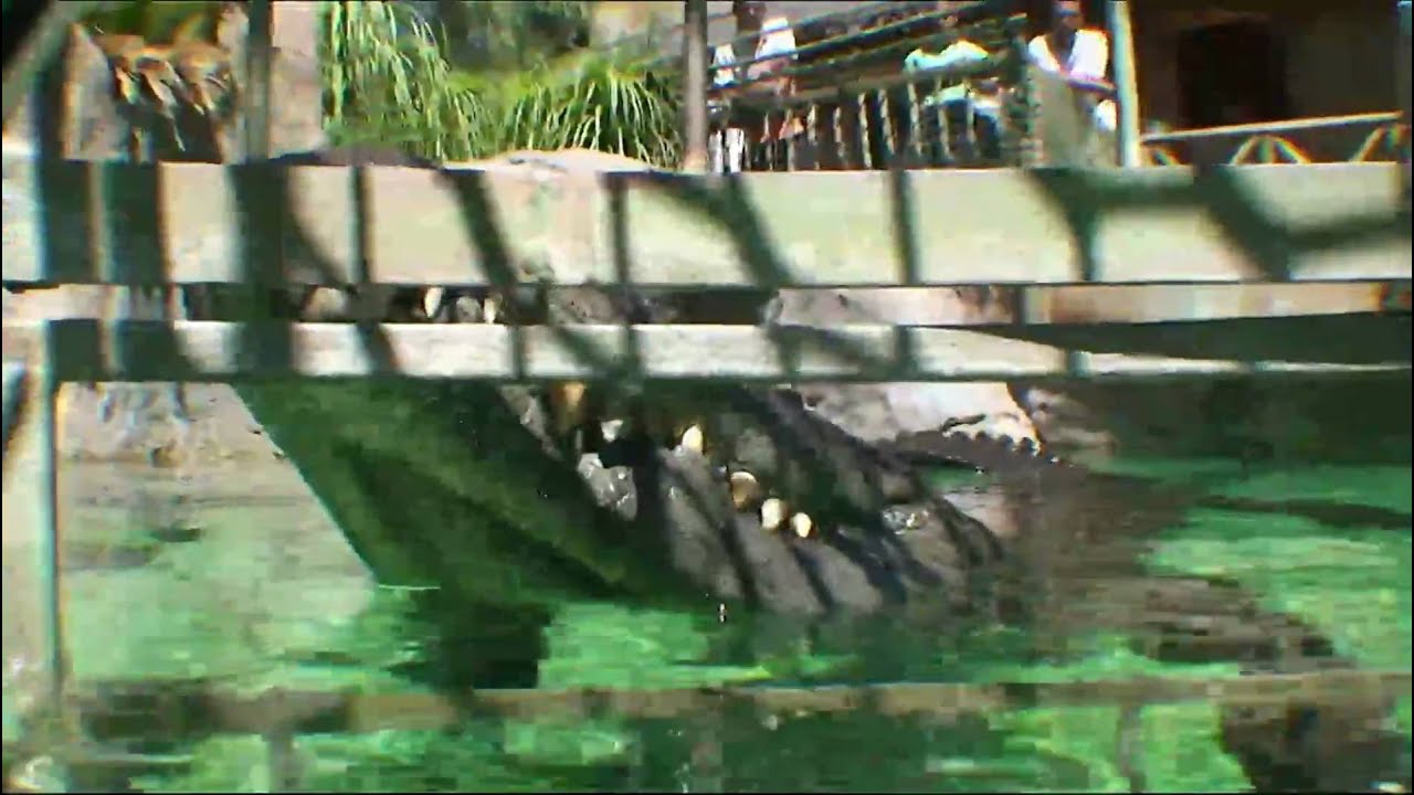 Crocodile Cage Diving - YouTube