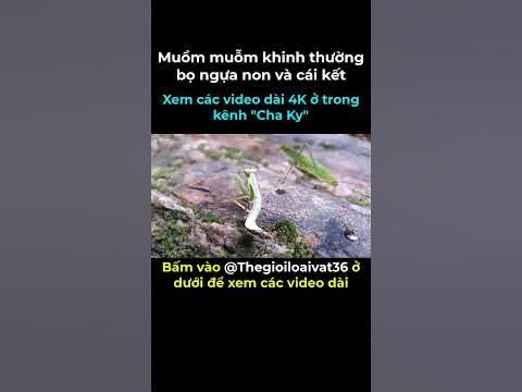 Muồm muỗm khinh thường bọ ngựa non và cái kết #shorts - YouTube