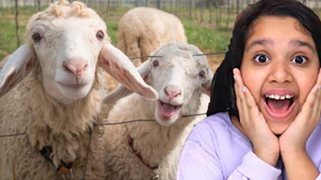 شفا اشترت خروف عيد الاضحى 😲😍 Eid Shfa Sheep - YouTube