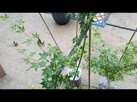 Maplestone Ornamentals Unboxing! Japanese Maples 🌴 - YouTube
