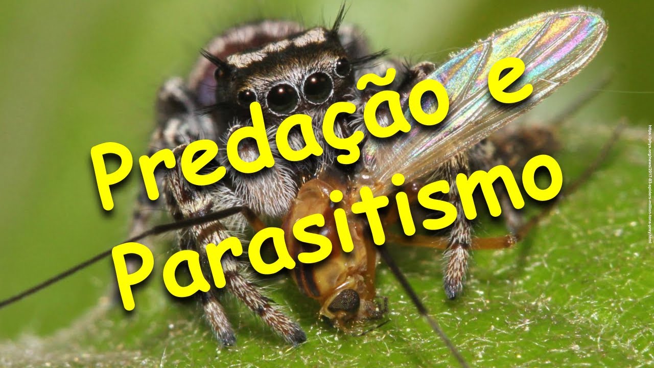 Predação e Parasitismo. - YouTube