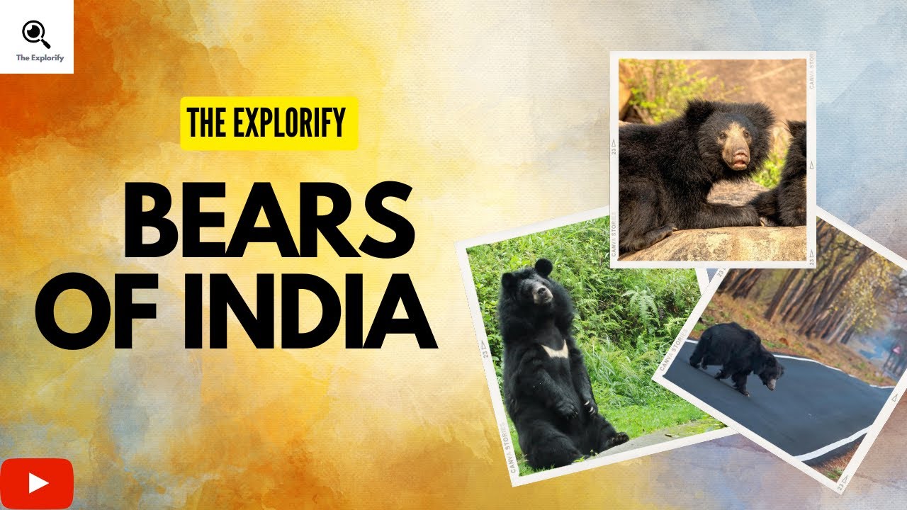 how many types of bear found in india || A Journey into the Enigmatic ...