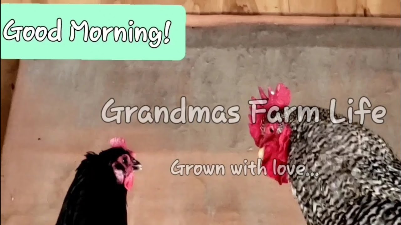 Good morning, friends! What a beautiful day to be on the farm! Come ...