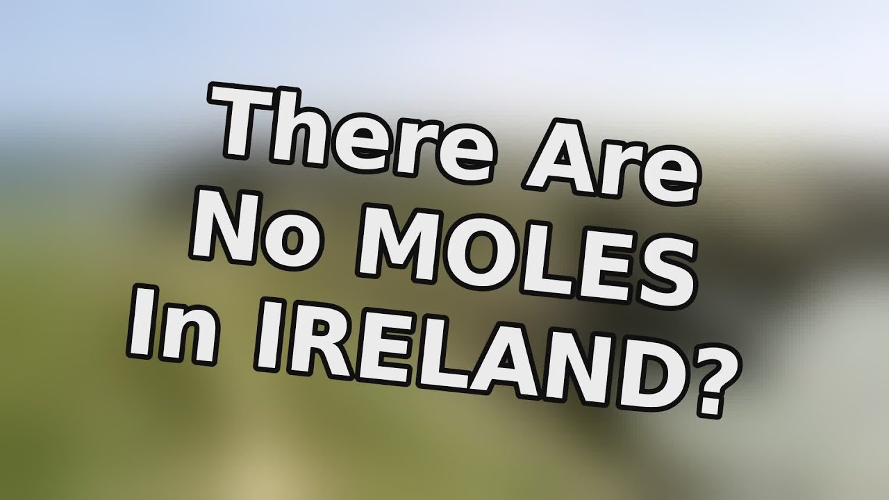 There are no moles in Ireland? | 20 Strange Facts - YouTube