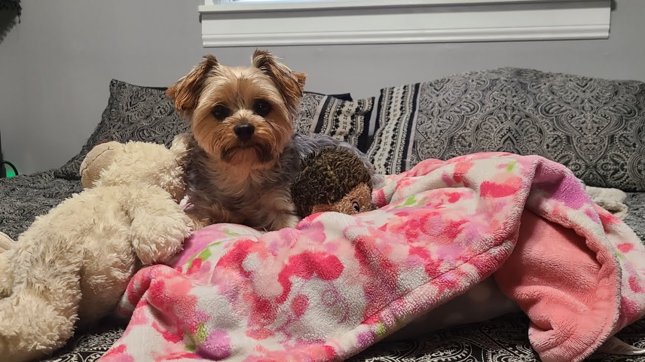 Good Happy Friday 😊 #yorkies #goodmorning #viralvideo #Rylie - YouTube