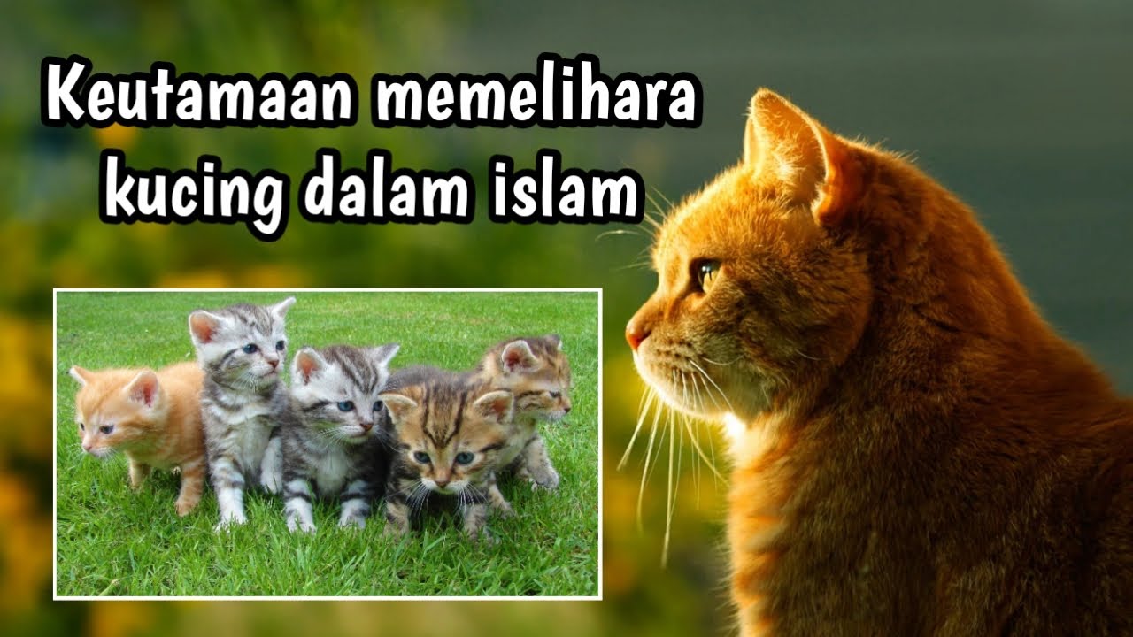 Keutamaan memelihara kucing || Hewan kesayangan Rasulullah - YouTube