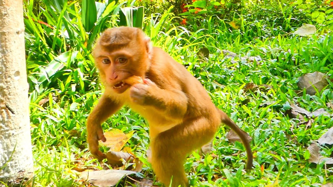 Love you My idol monkey SARO still handsome and friendly with me. - YouTube