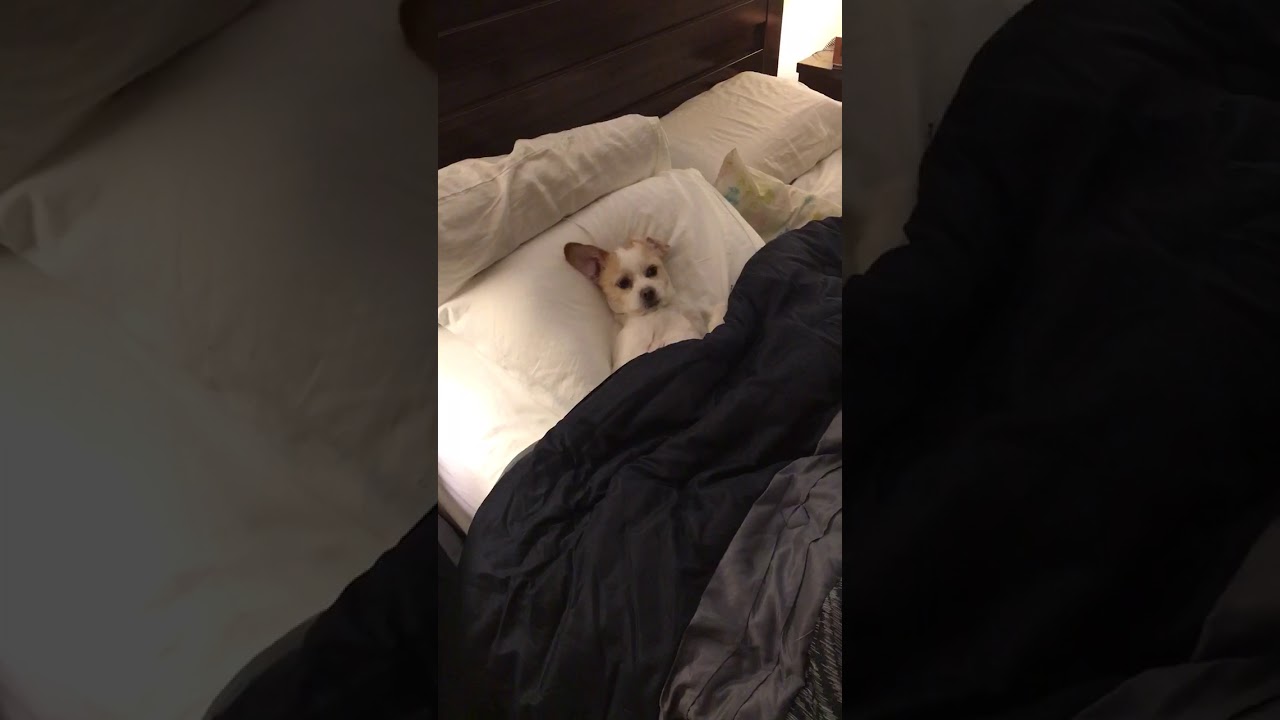 Sheldon in bed - YouTube