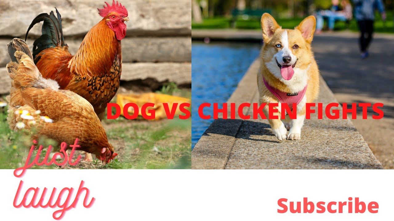 CHICKEN VS DOG FIGHTS, I BET YOU CANT STOP LAUGHING - YouTube