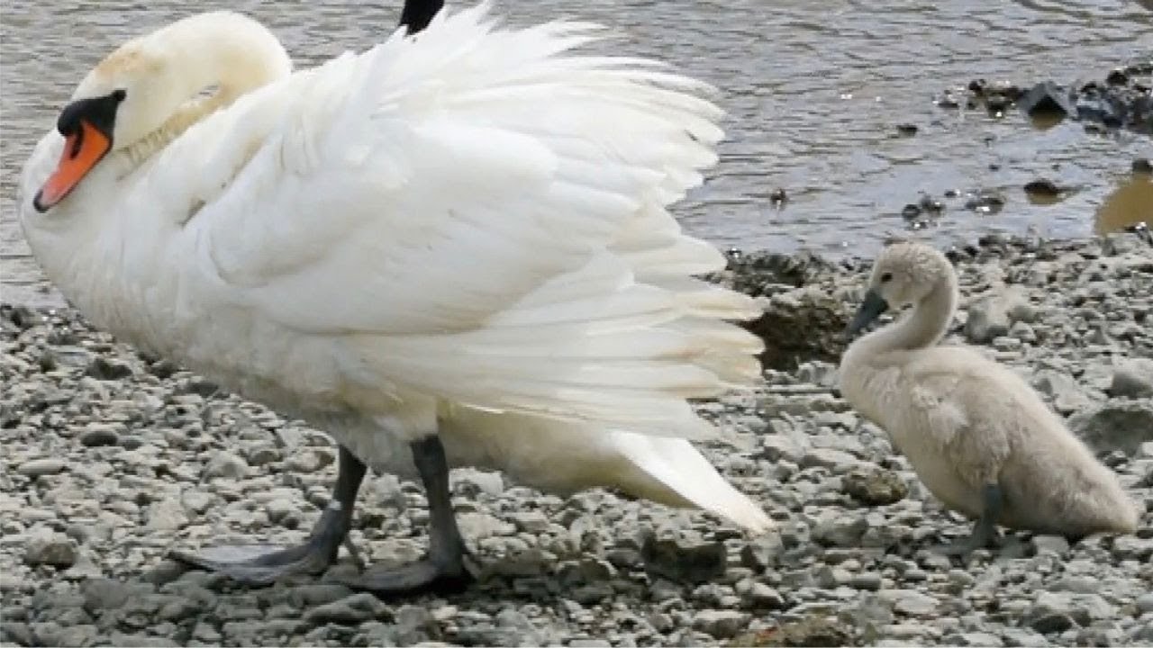Swan with Baby, Cormorant Juvenile & A Little Crow Begs for food - YouTube