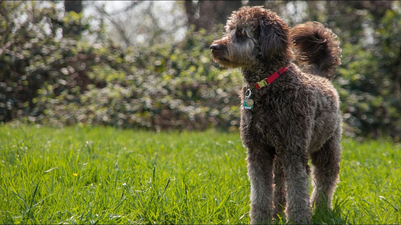 Labradoodle – mieszanka pudla i labradora. Poznaj bliżej opis tej rasy ...