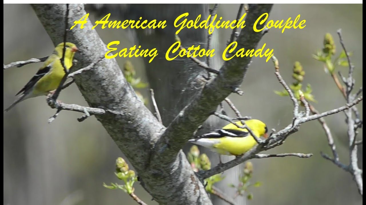 American Goldfinch Call/Song/Sing - YouTube