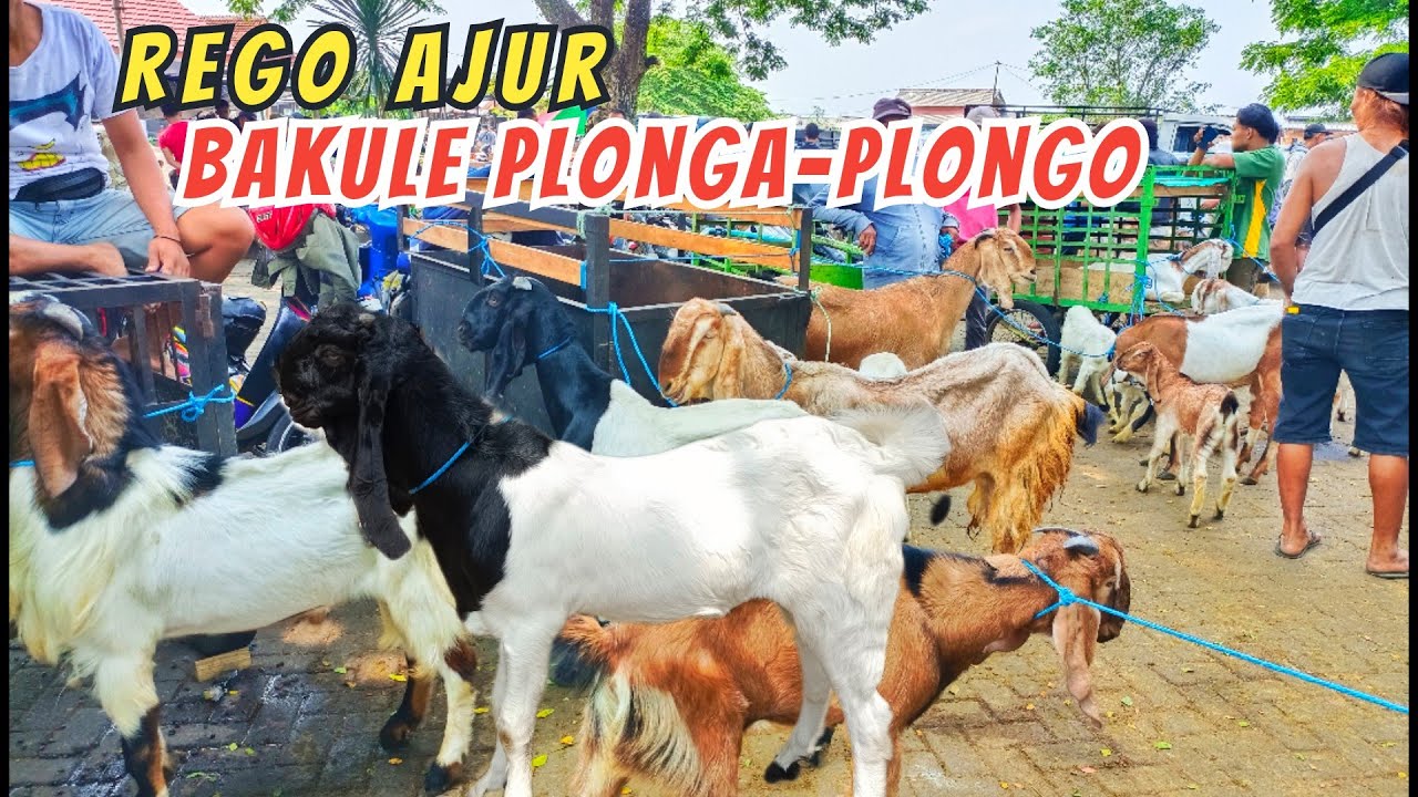 Update Harga Kambing hari ini di Pasar Hewan Wlingi-Blitar. Sabtu, 19 ...
