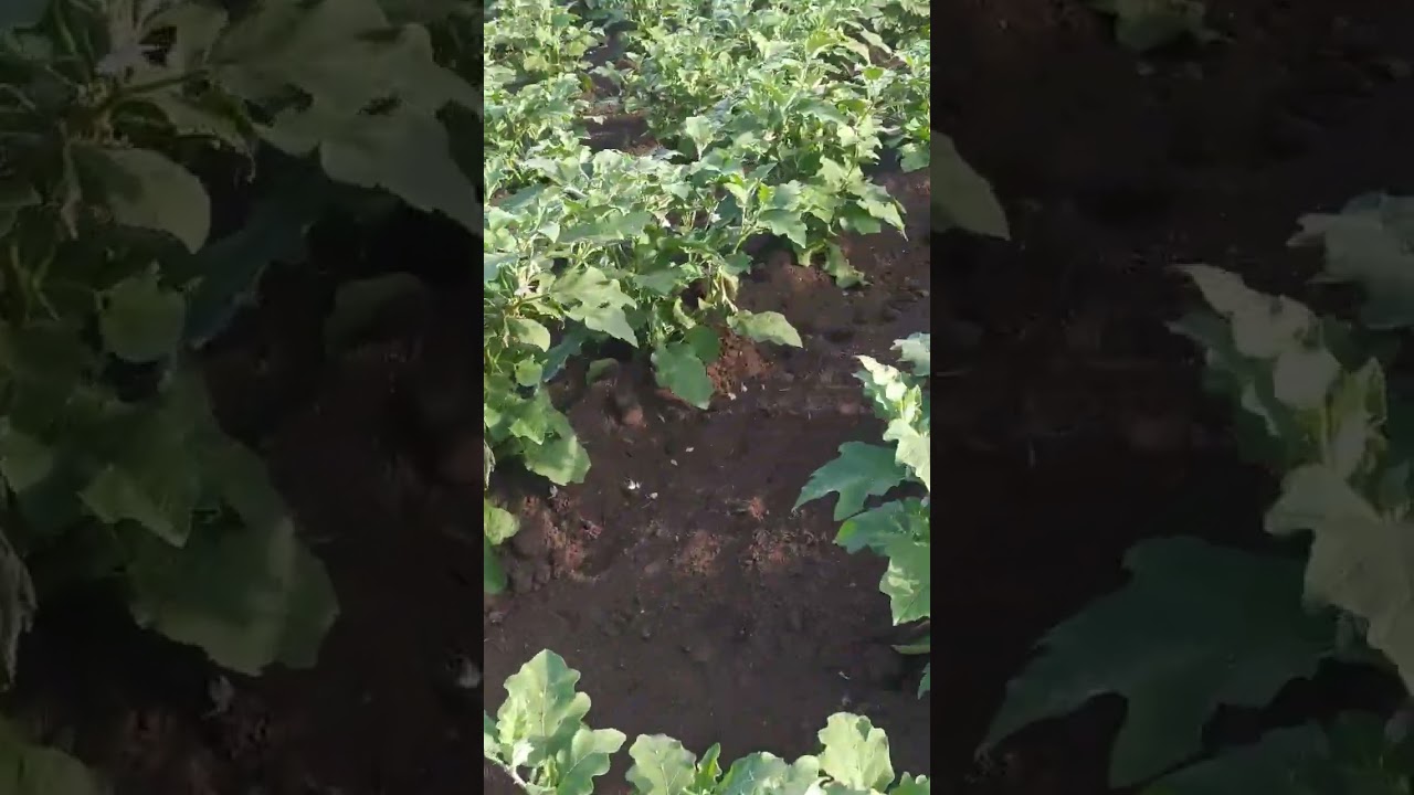 BIO SEEDS TRISHUL BRINJAL FARMING #ganeshharkal #shortvideo #shorts # ...