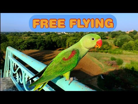Parrot Free Flight Training | Alexandrine Parrot/Parakeet - YouTube