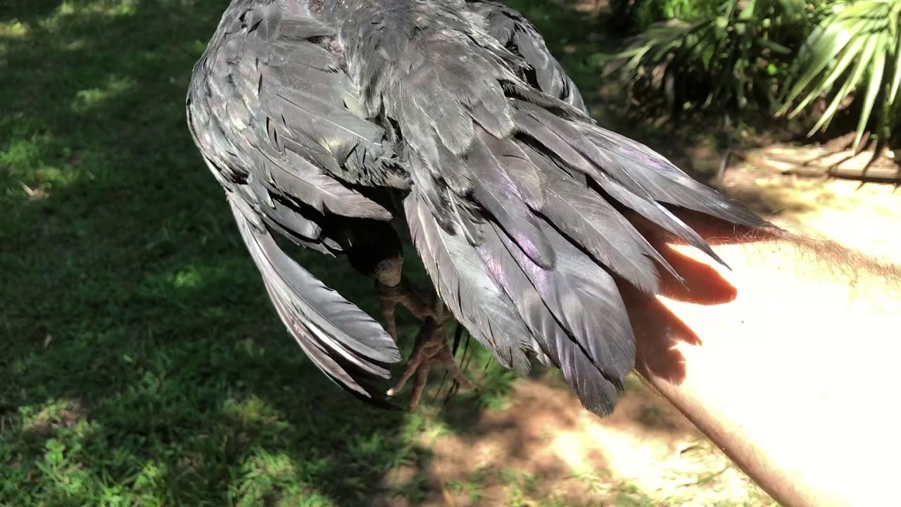 Broad spectrum iridescent chicken (young). - YouTube