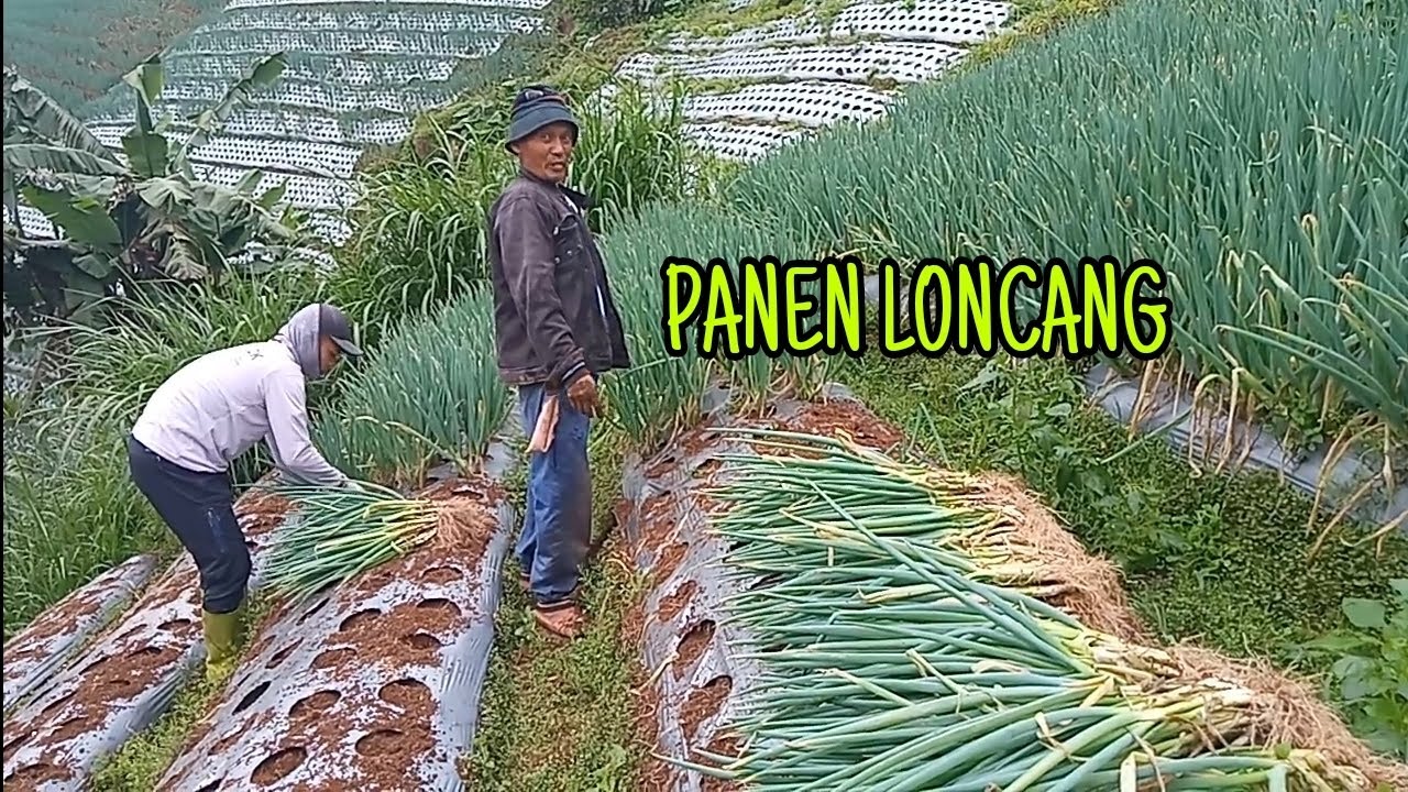 PANEN BAWANG DAUN BELIMPAH (Panen Loncang) - YouTube