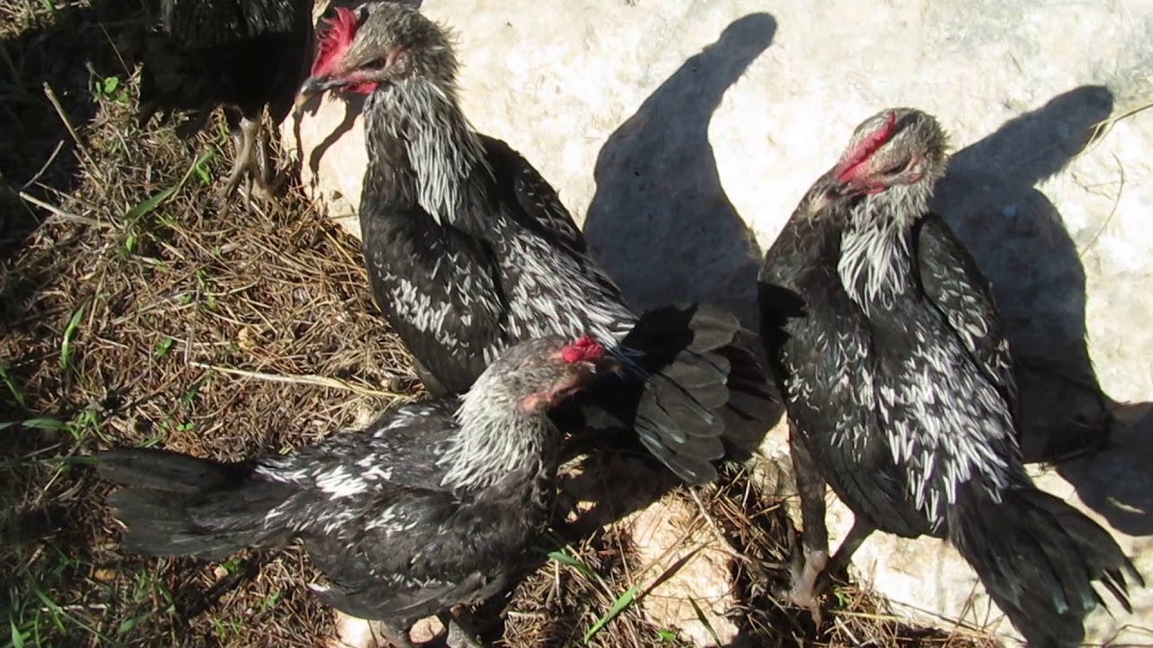 Modern game chickens - YouTube