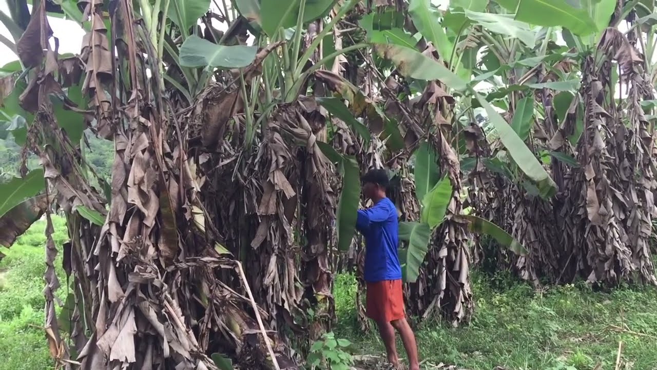 Mag ani ng mga Saging sa Bukid - YouTube