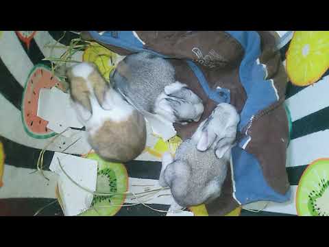 10 days old baby rabbits - YouTube