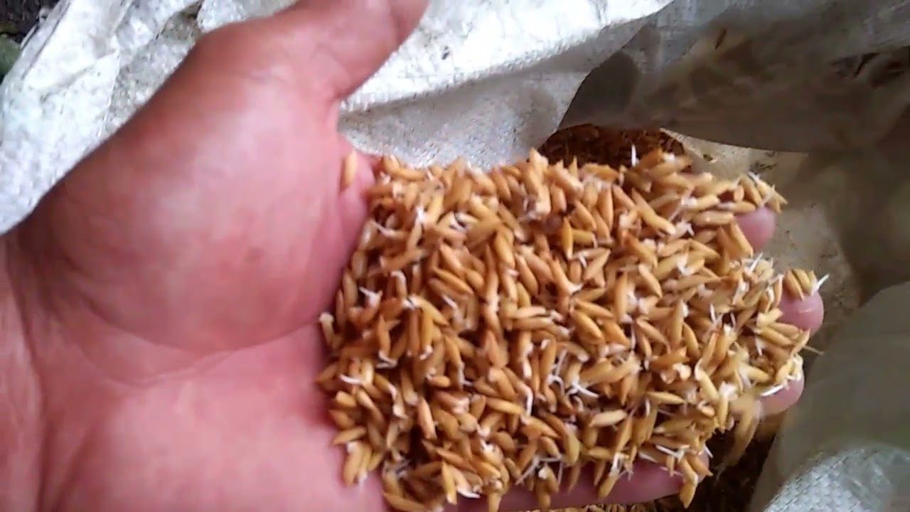 Hybrid rice seeds NK 5017 - YouTube