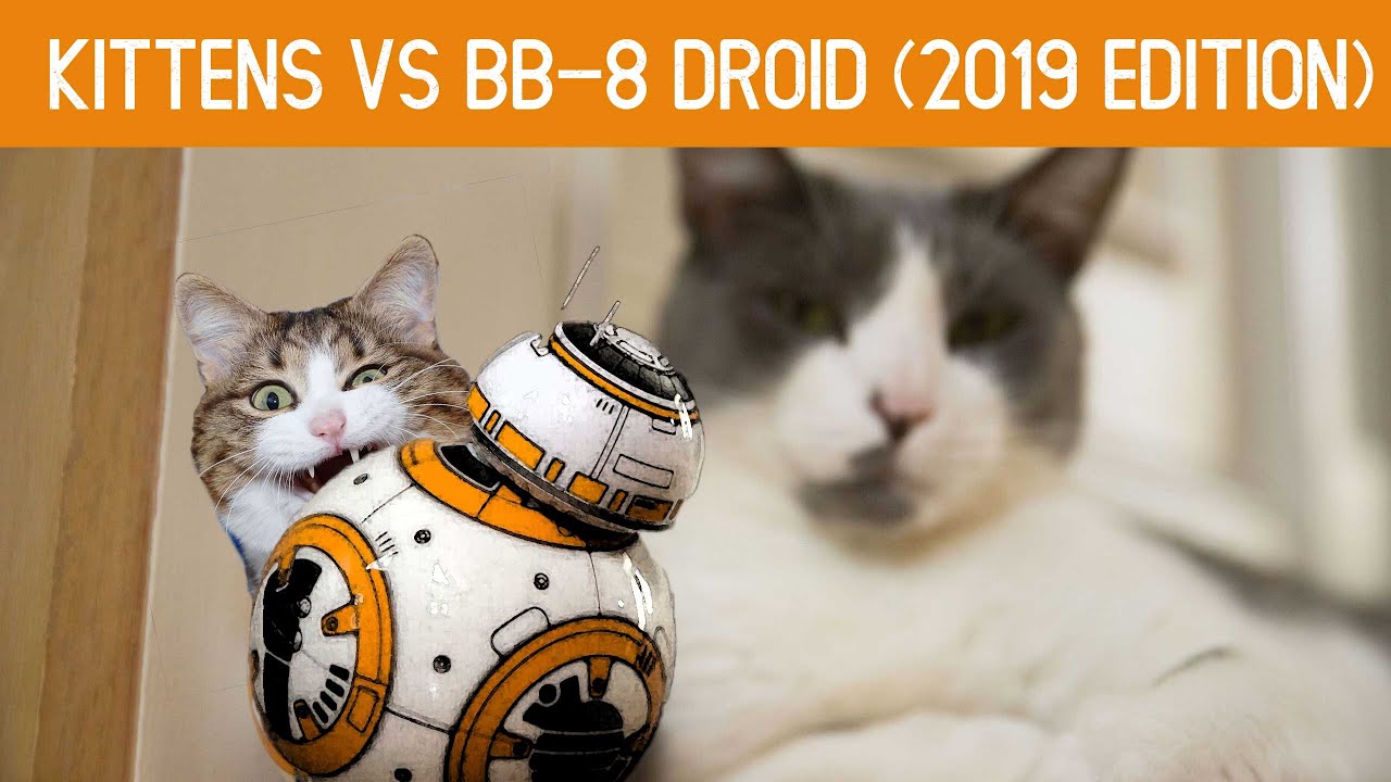 Star Wars Cats BB8 (2019) Edition - YouTube