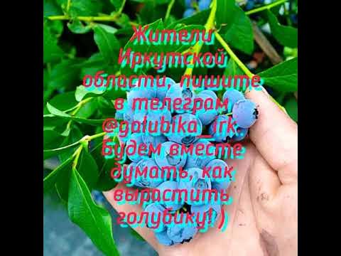 Голубика в Сибири (Иркутск) - YouTube