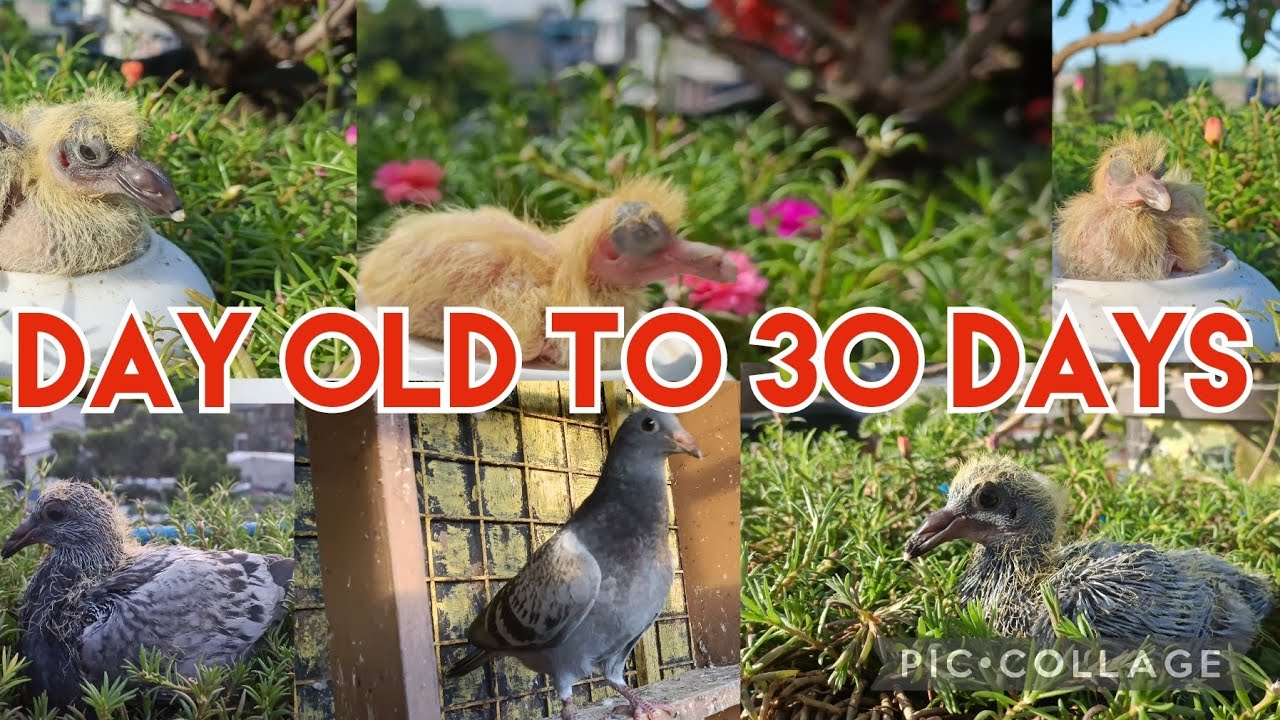 HATCHING PIGEON FROM DAY OLD TO 1 MONTH OLD - YouTube