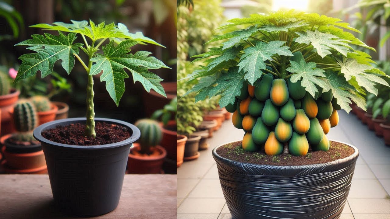 How to grow dwarf papaya super propagating papaya in pots - YouTube